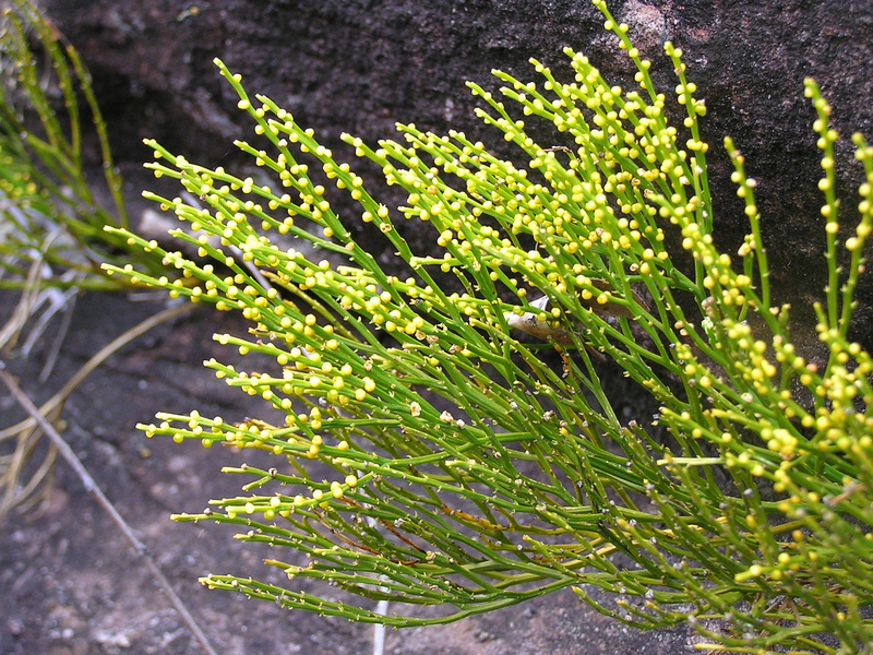 Plantnet Floraonline